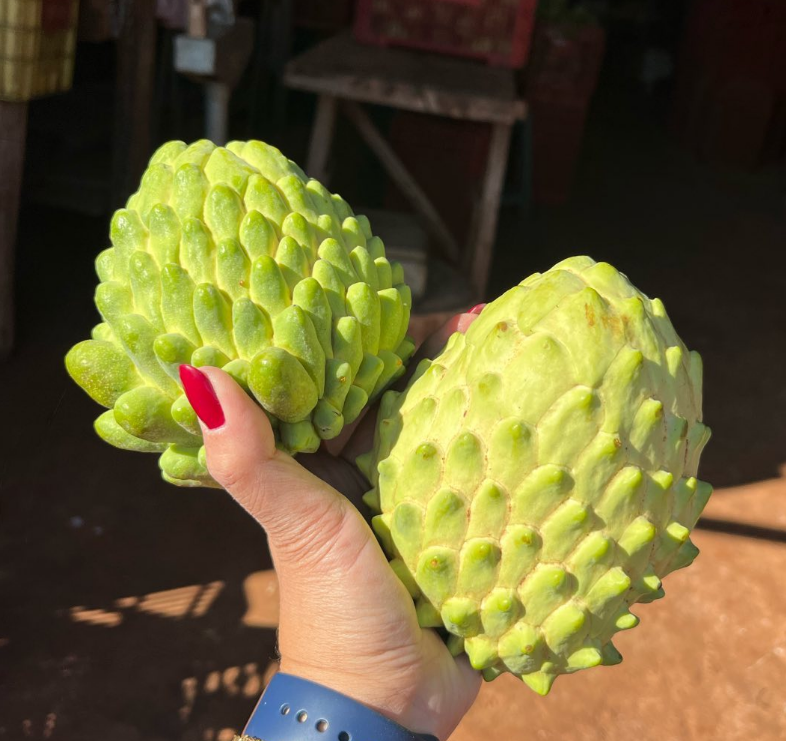 Como plantar uma atemoia? Veja dicas - MinhaSaúde